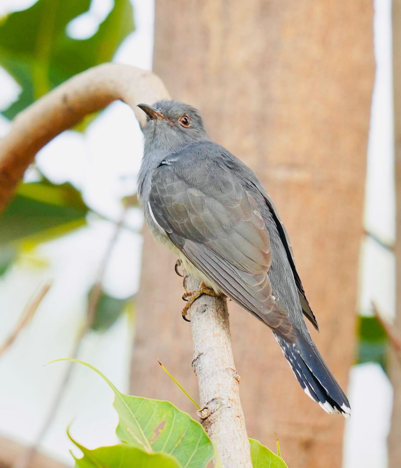 These grey birds our best companions | Excel India Online | National ...