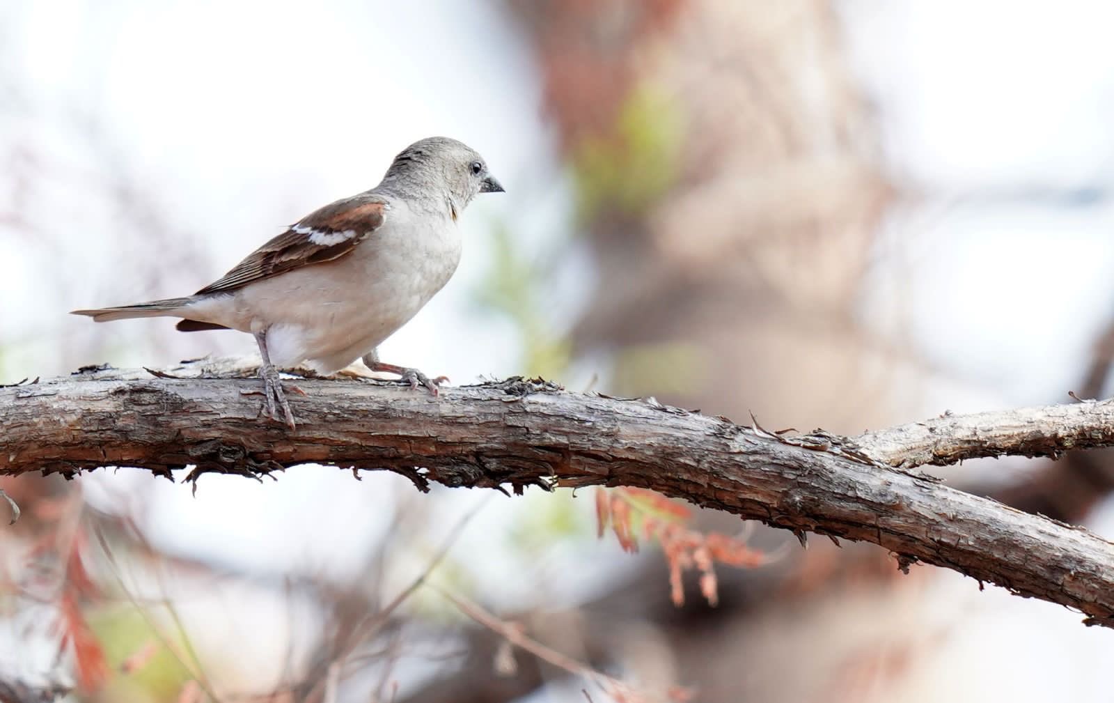 MP Santosh clicks: Samall birds, big impact | Excel India Online ...